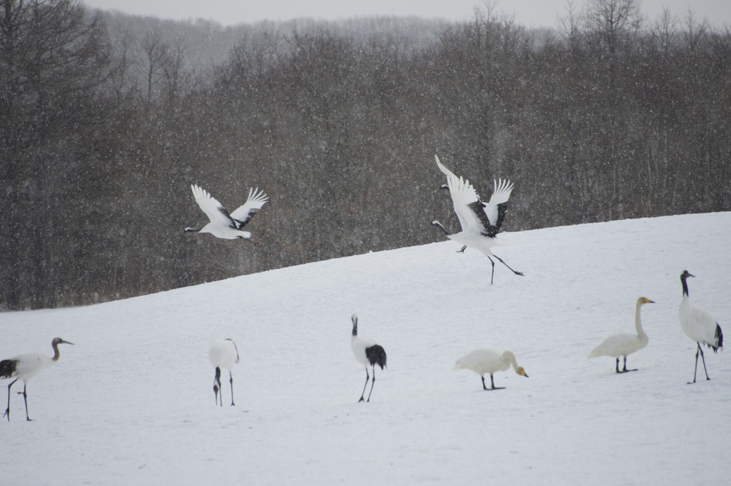 Where to find Japan's 10 coolest animals | InsideJapan Tours Blog