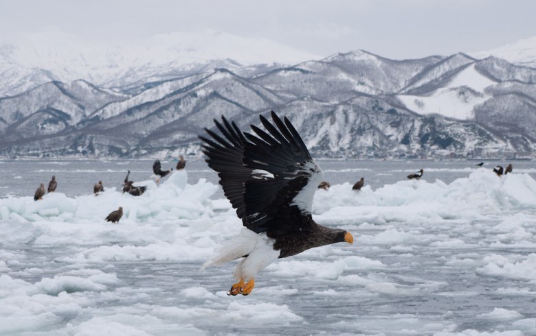 Birdwatching In Japan - A Brief Guide | InsideJapan Blog