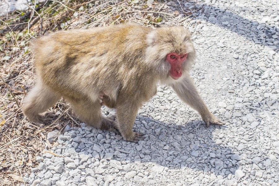 Land of the Gods | Kamikochi Japan | InsideJapan Tours
