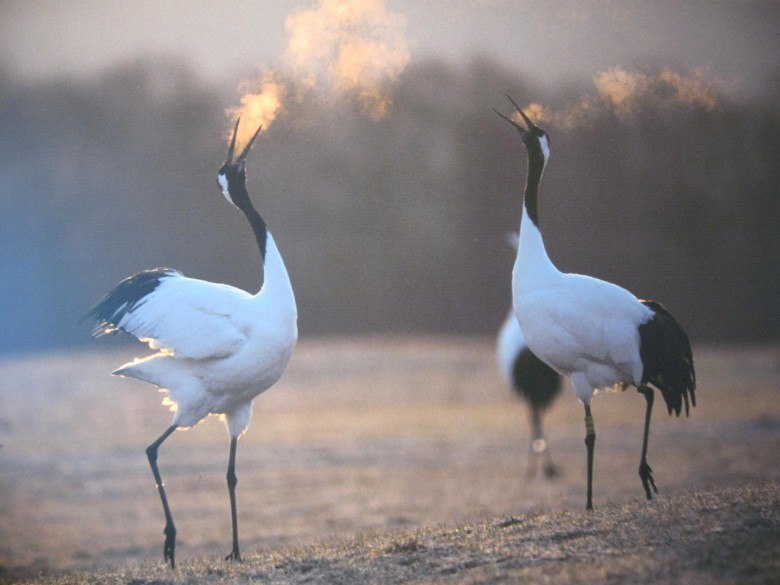 An introduction to birding in Japan | InsideJapan Blog