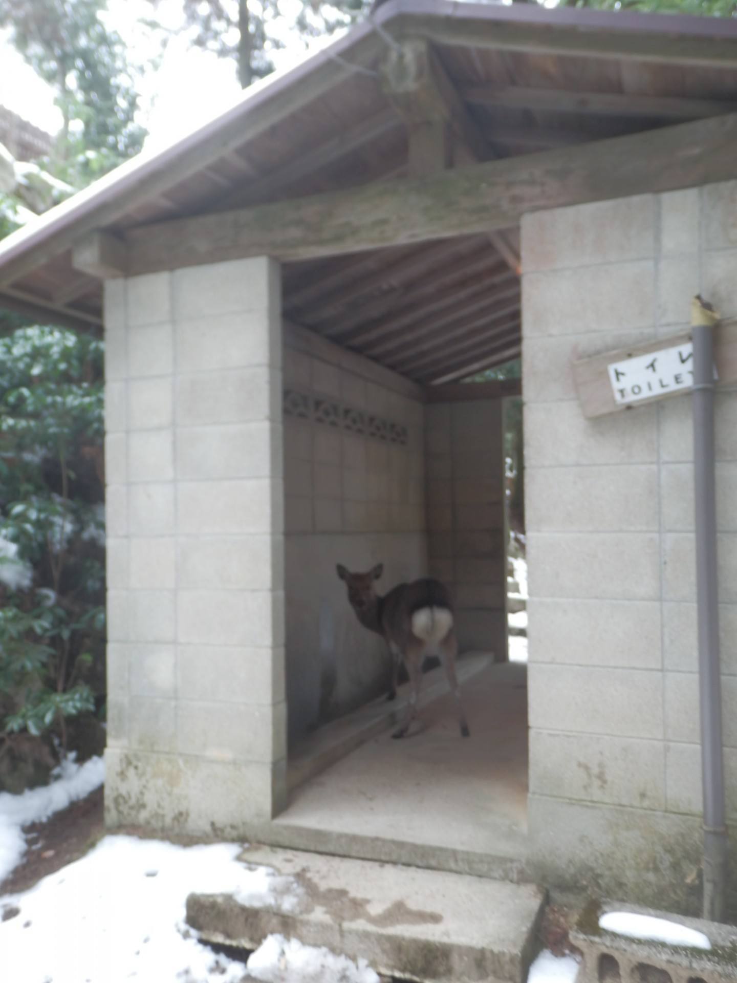 Where to find Japan's 10 coolest animals | InsideJapan Tours Blog