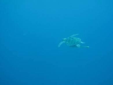 Where to find Japan's 10 coolest animals | InsideJapan Tours Blog