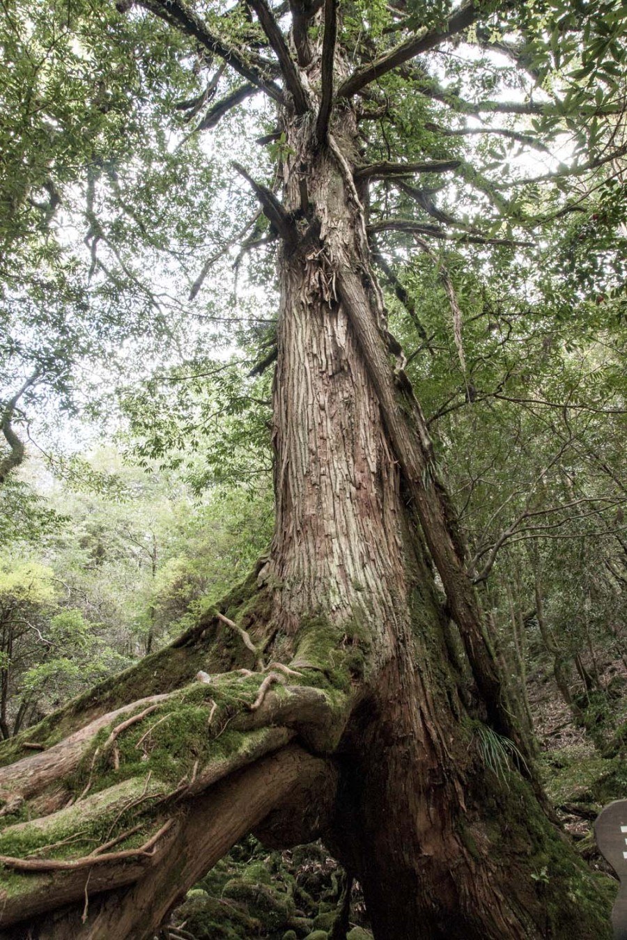 7 reasons to visit magical Yakushima | InsideJapan Blog