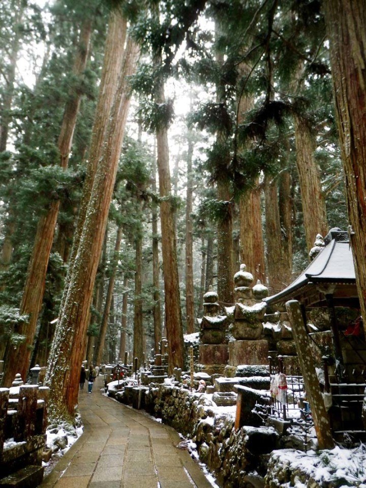 How not to visit Mount Koya: A step-by-step guide | InsideJapan Tours