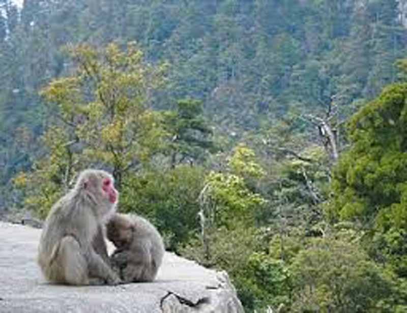 World Heritage in Hiroshima & Miyajima | InsideJapan Blog