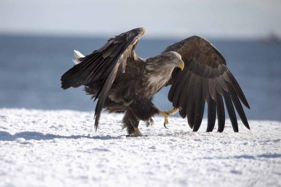 My favourite group tour in Japan: Winter Highlights | InsideJapan Blog