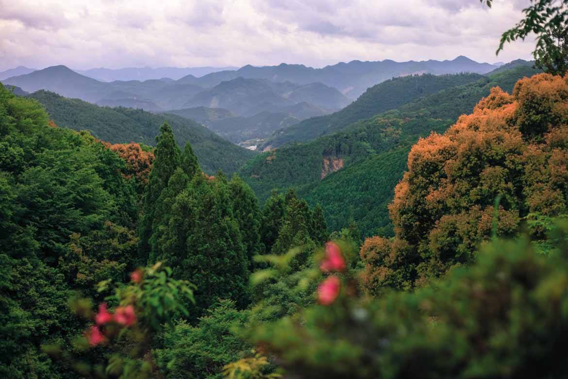 A solo pilgrimage: Walking the Kumano Kodo - InsideJapan Blog