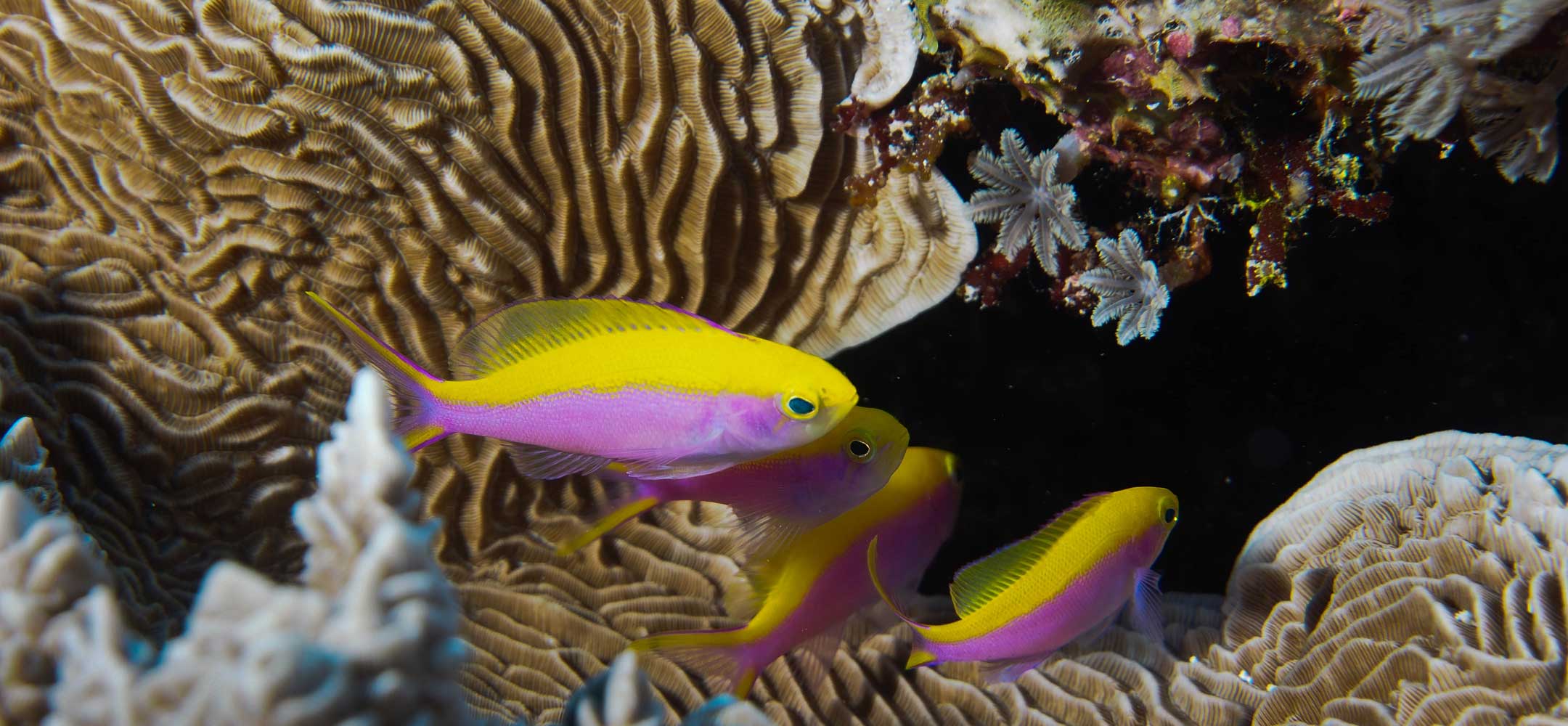 Zamami, Okinawa | Inside Japan Tours