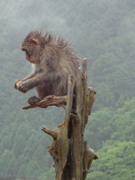 Independent Travel Review | InsideJapan Tours AU