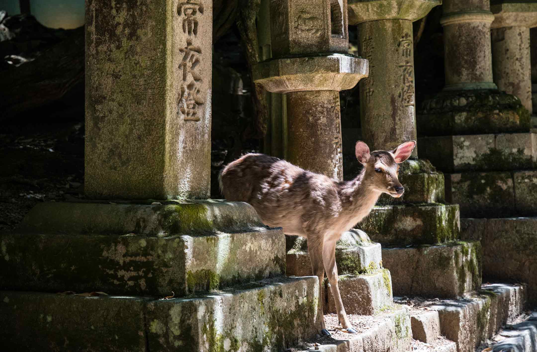 Japan tours, tailormade holidays & vacations | Inside Japan Tours