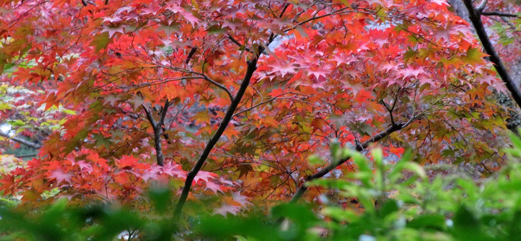 Momiji autumn leaves - Experience Japan | Inside Japan Tours