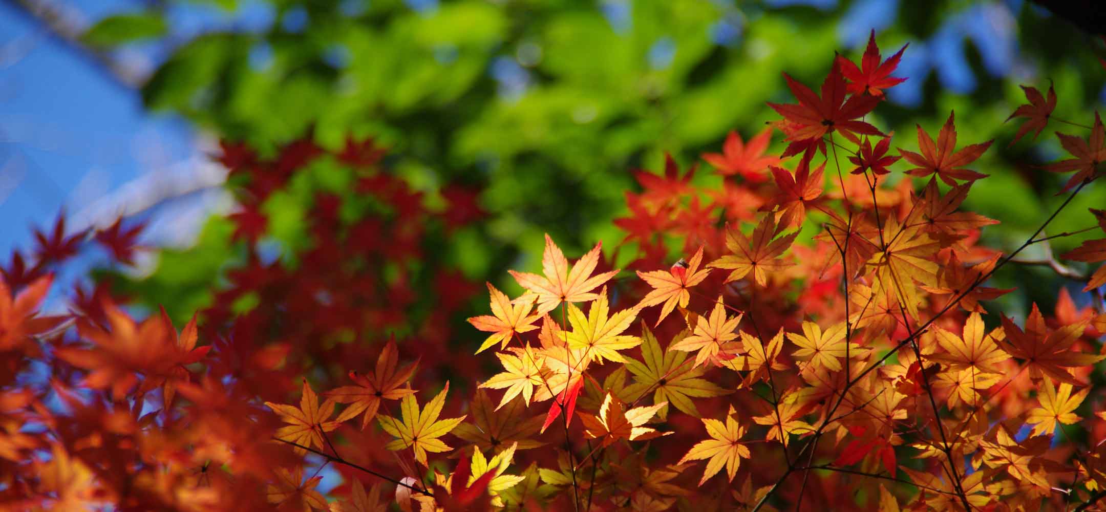 Momiji autumn leaves - Experience Japan | Inside Japan Tours