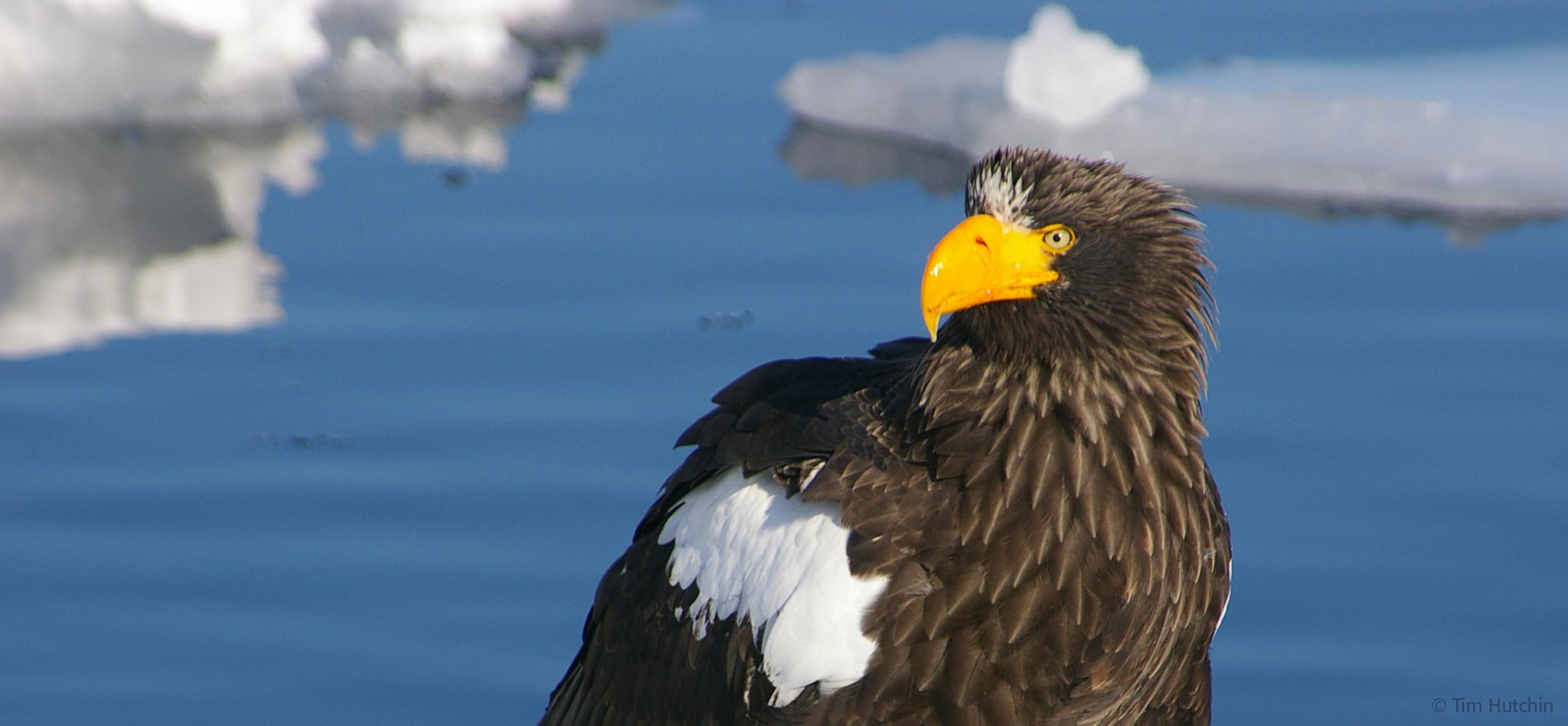 Steller's sea eagles - Experience Japan | Inside Japan Tours