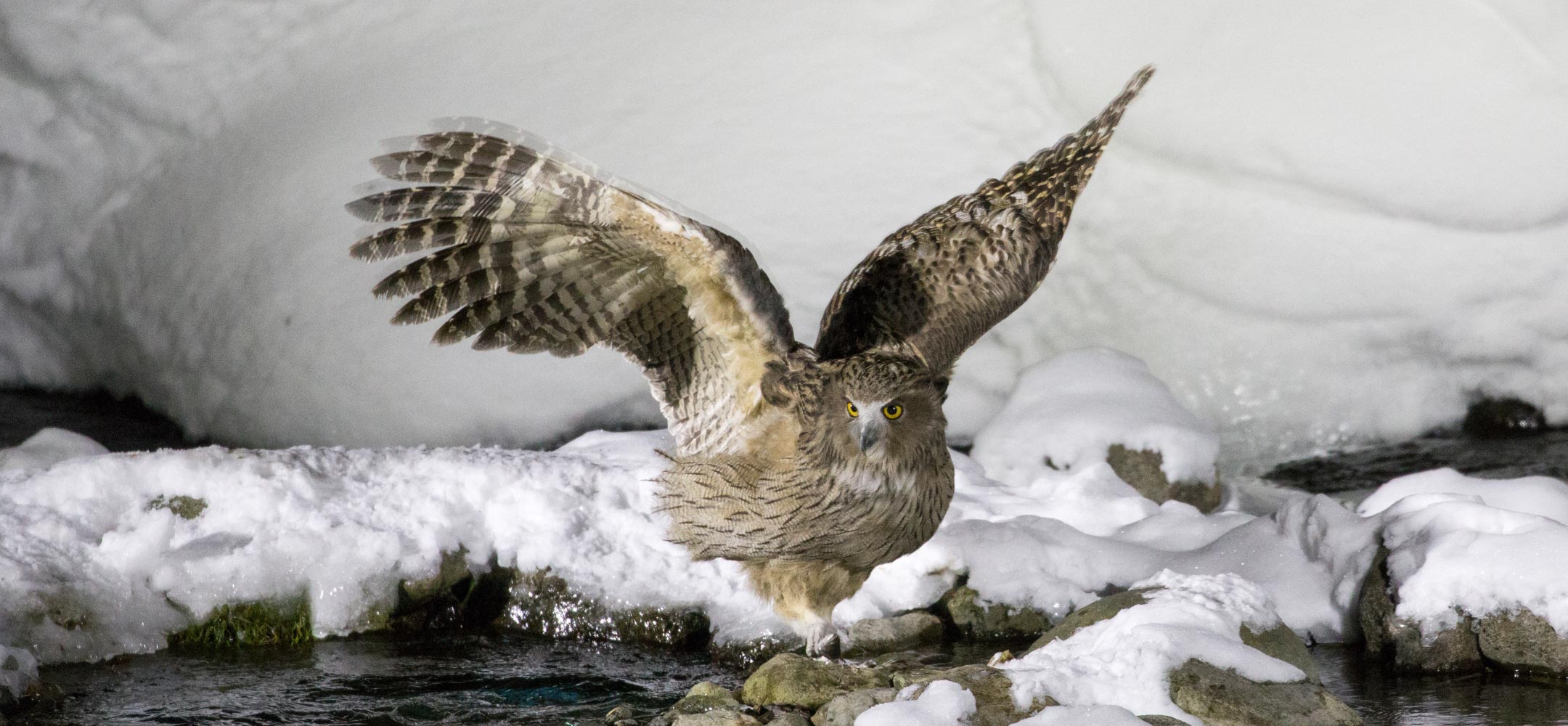 Blakiston's fish owl - Experience Japan | Inside Japan Tours