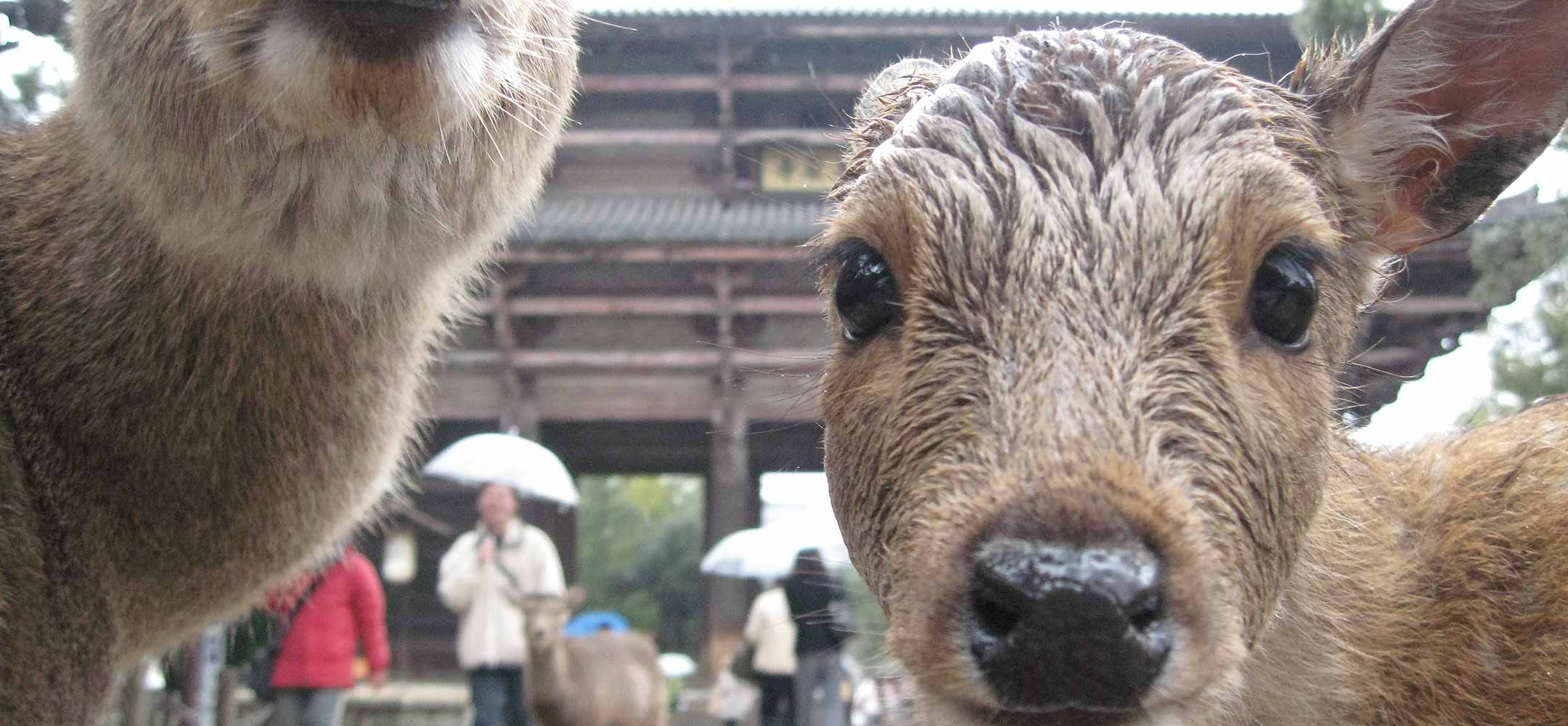 Sacred deer - Experience Japan | Inside Japan Tours