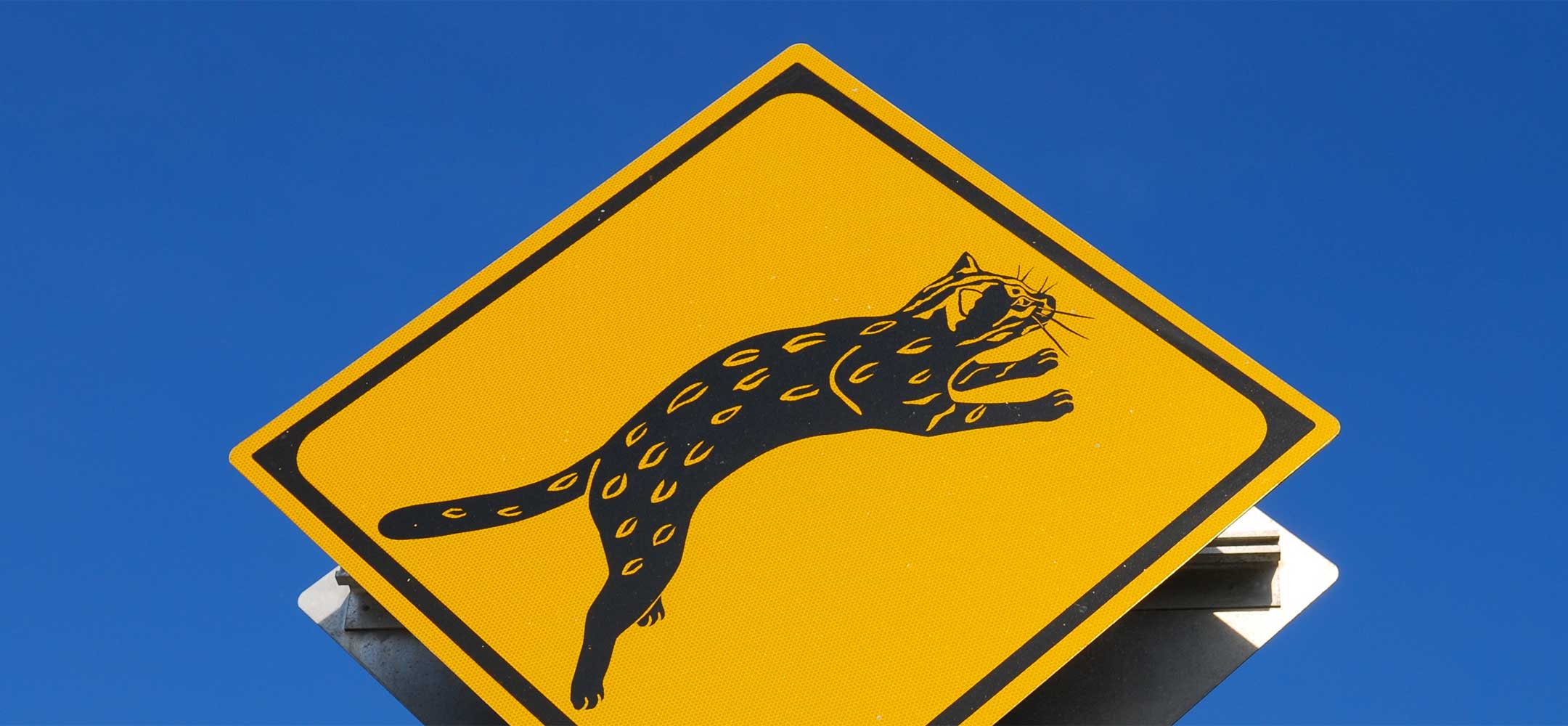 Iriomote's yamaneko wildcat - Experience Japan | Inside Japan Tours