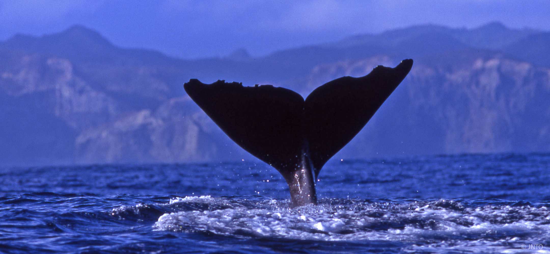 Whale watching - Experience Japan | Inside Japan Tours