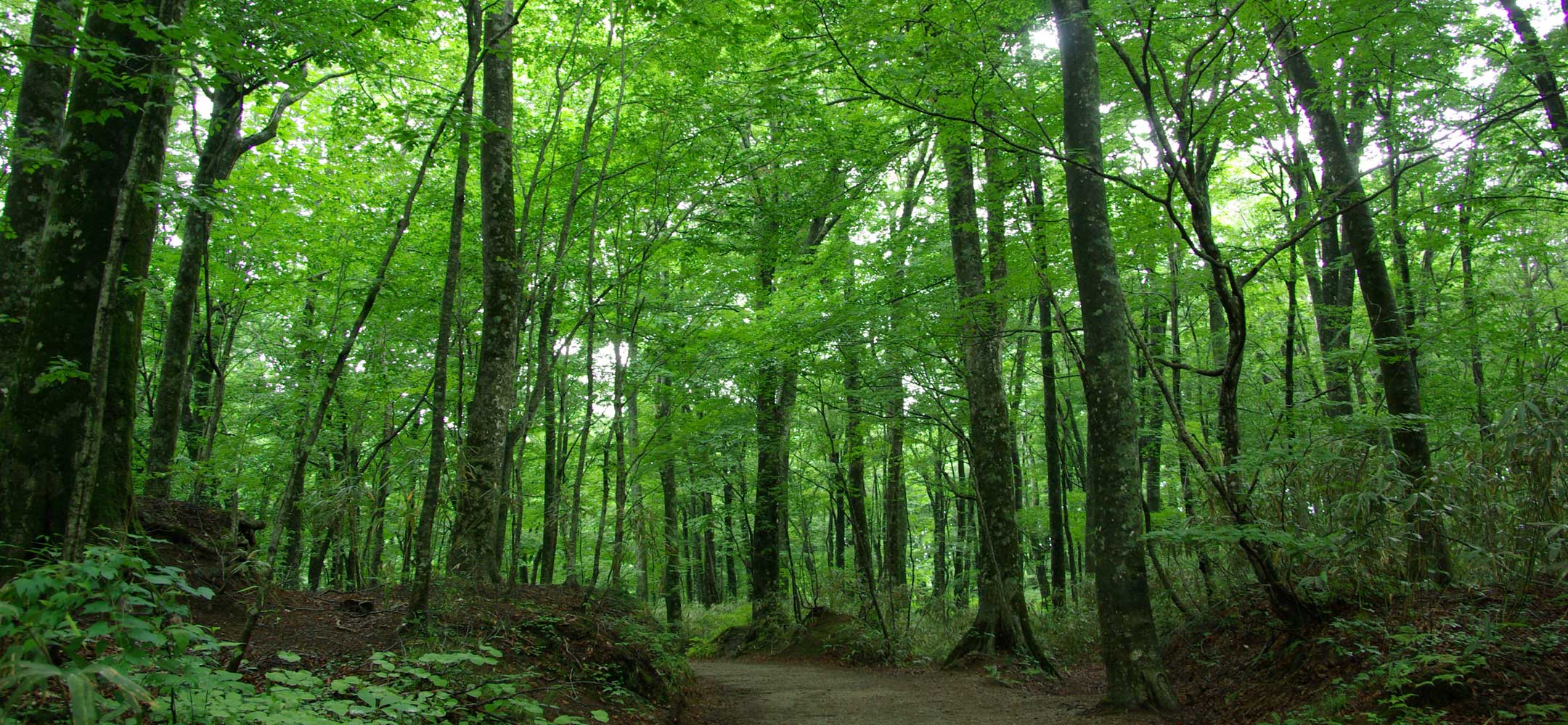 Shirakami Sanchi mountain range - Experience Japan | Inside Japan Tours